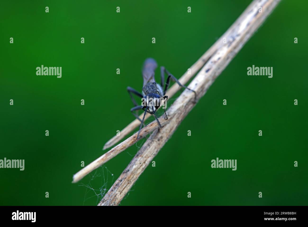 Bee insects in the wild, North China Stock Photo - Alamy