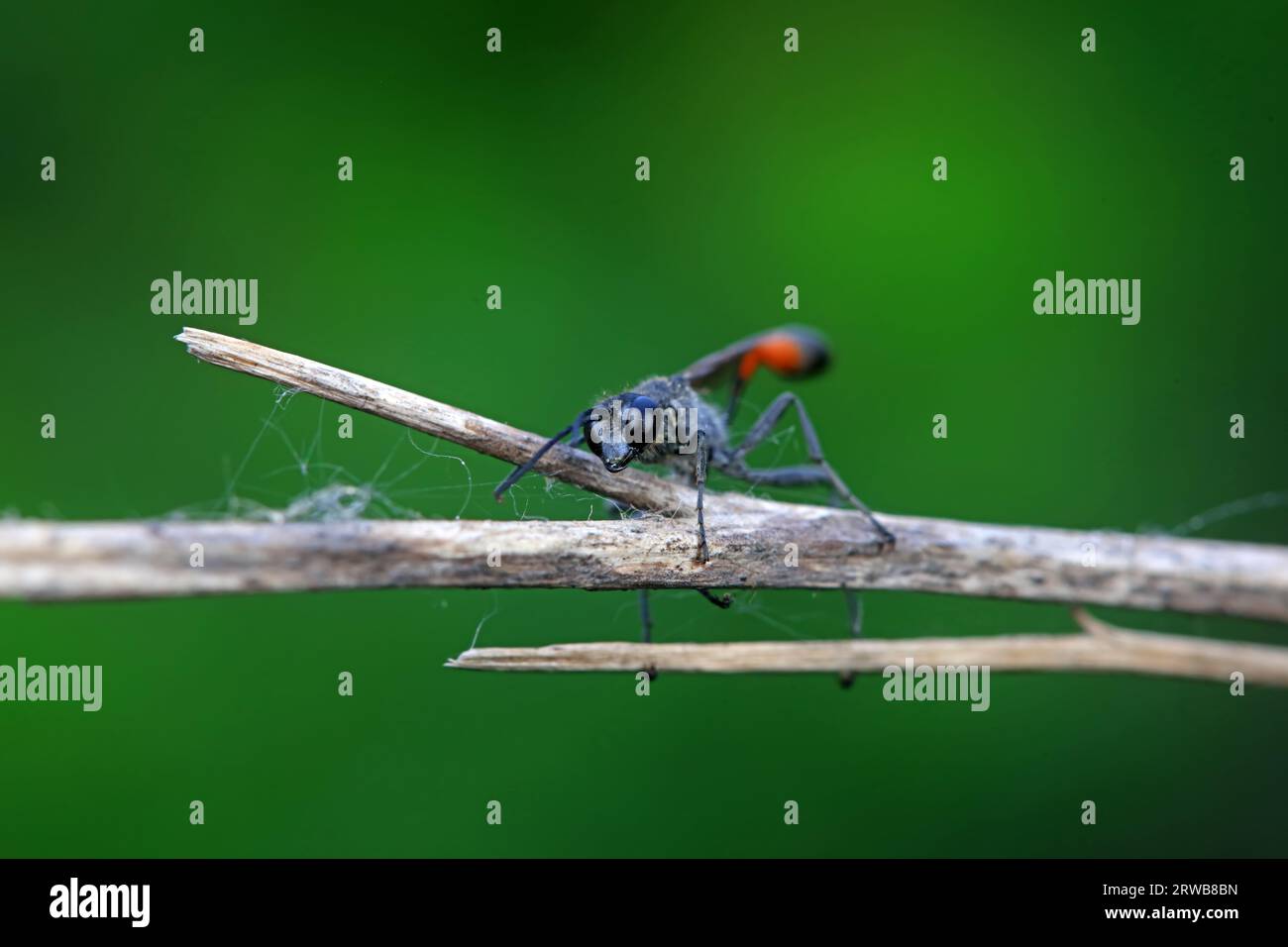 Bee insects in the wild, North China Stock Photo - Alamy