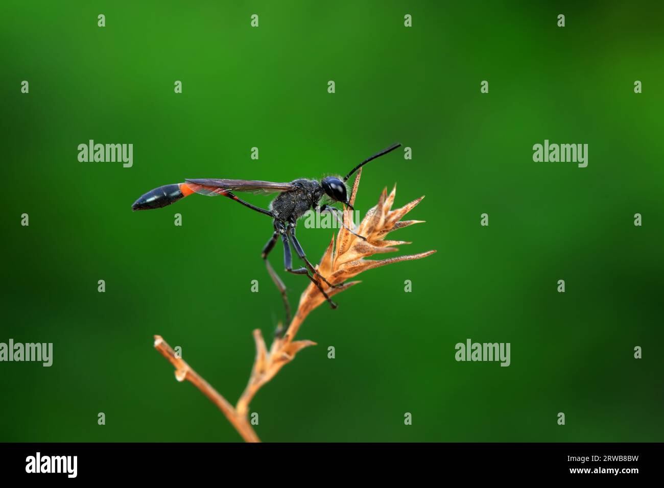 Bee insects in the wild, North China Stock Photo - Alamy