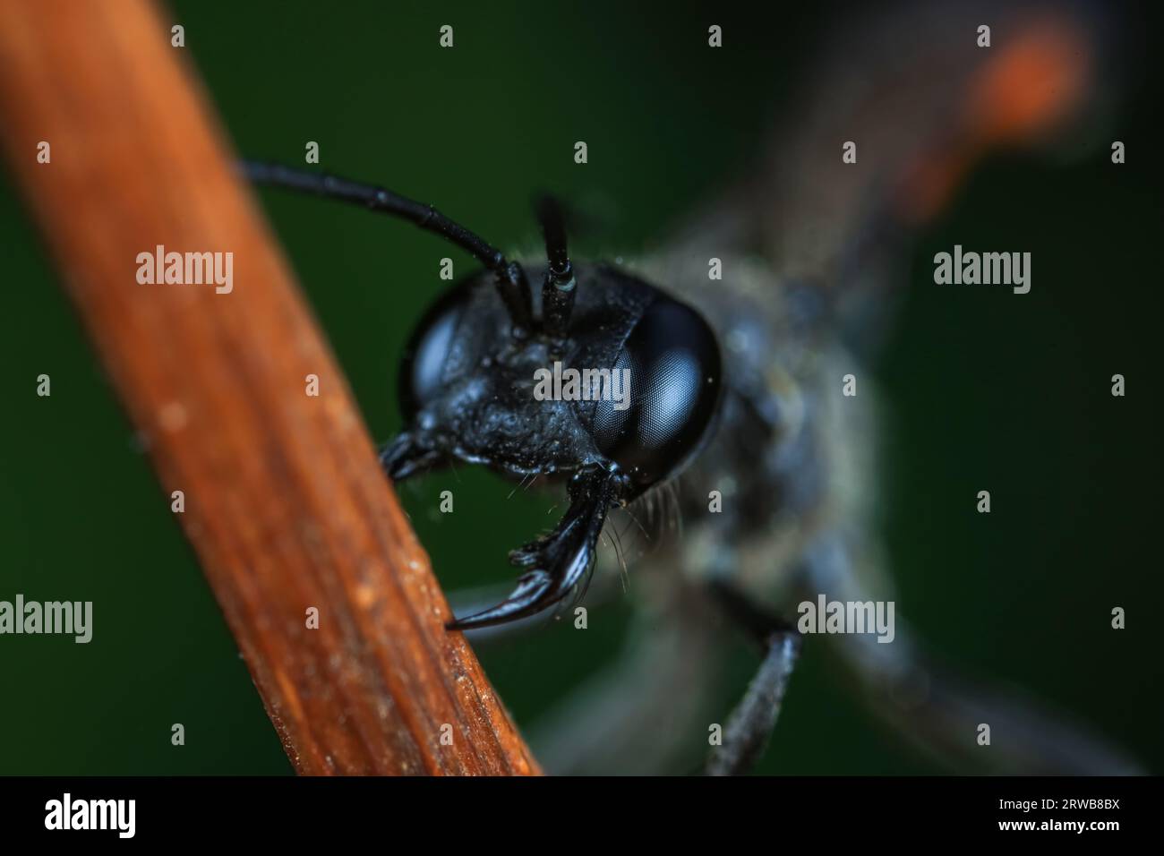 Bee insects in the wild, North China Stock Photo - Alamy