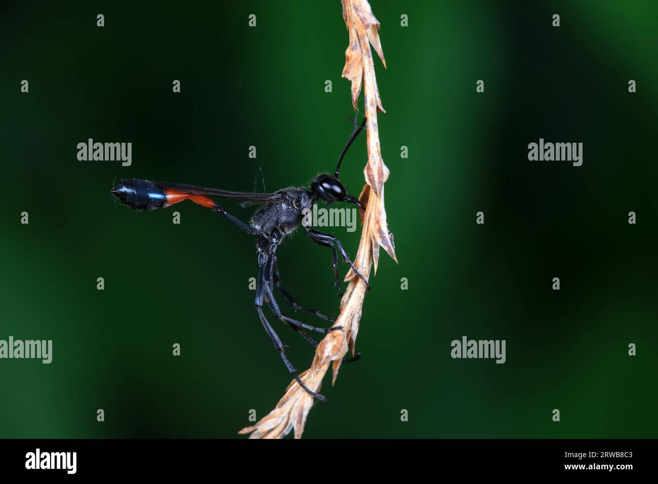 Bee insects in the wild, North China Stock Photo - Alamy