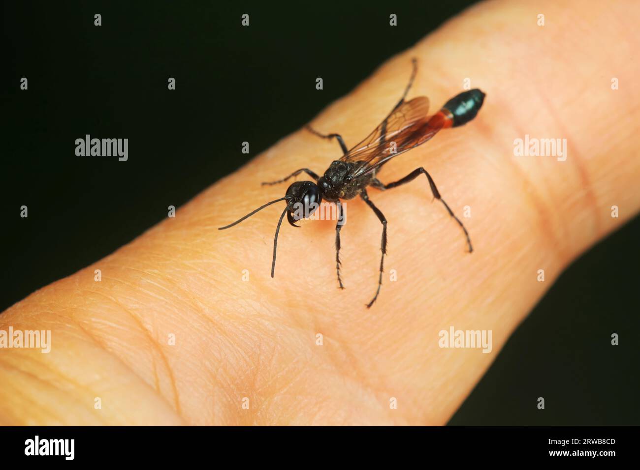 Beneficial friendly insects hi-res stock photography and images - Alamy