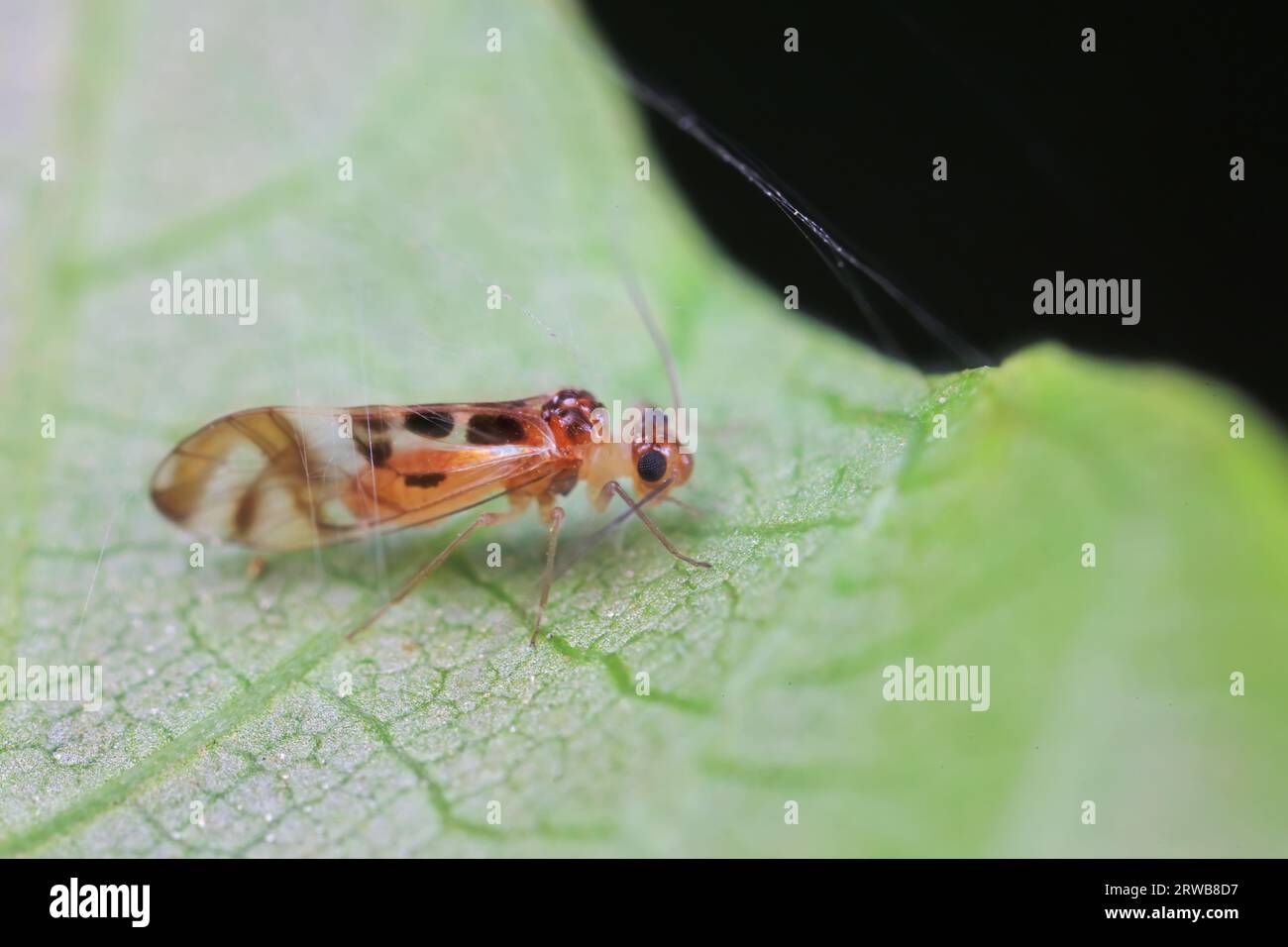 Rodents of china hi-res stock photography and images - Alamy