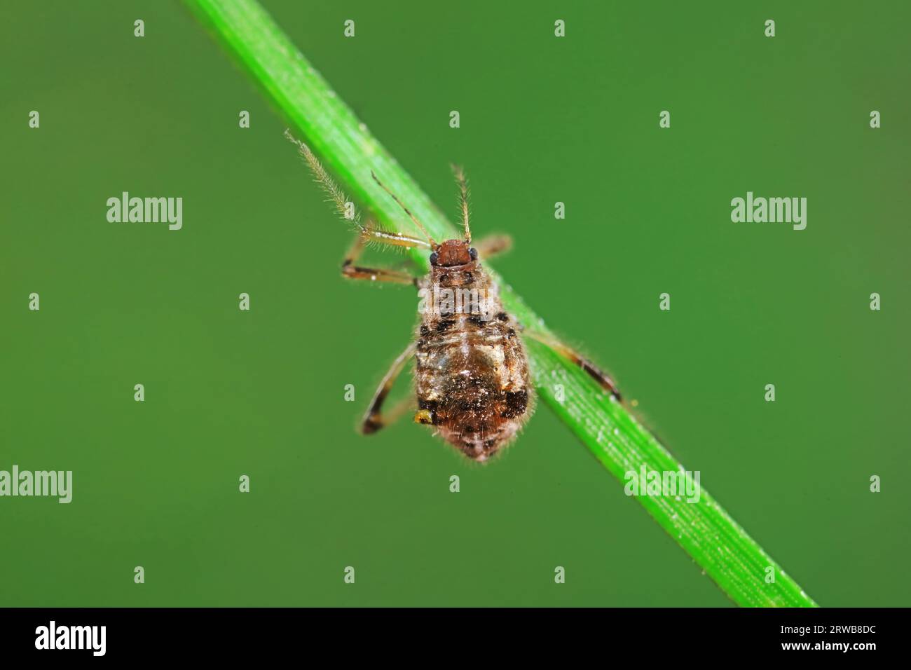 Aphids in the wild, North China Stock Photo - Alamy
