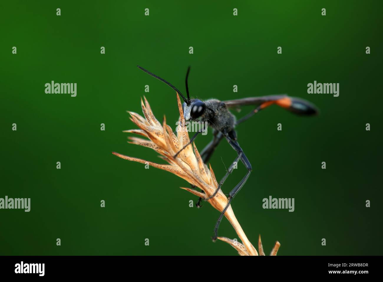 Bee insects in the wild, North China Stock Photo - Alamy
