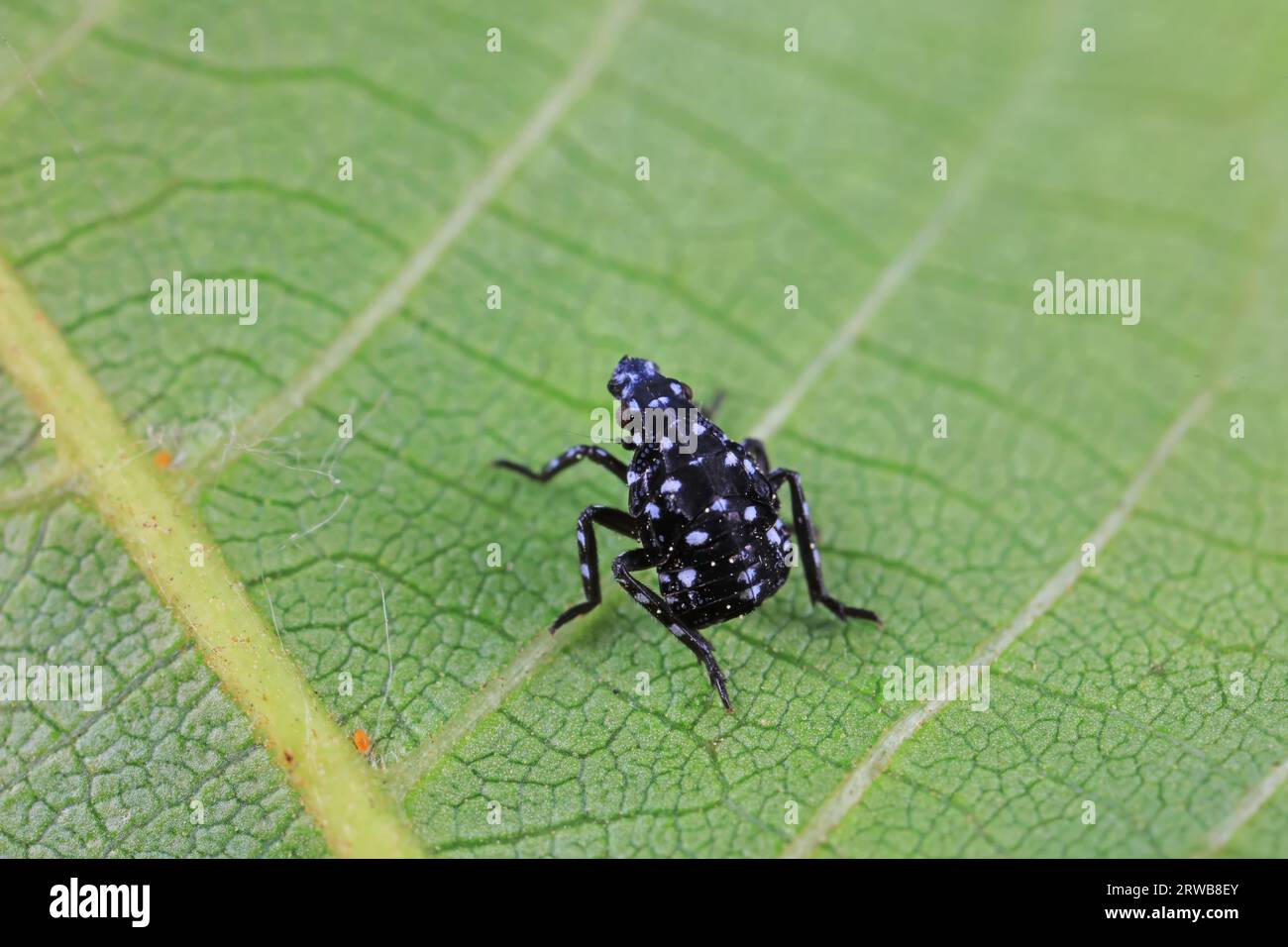Hemiptera wax Cicadellidae insects on wild plants, North China Stock ...