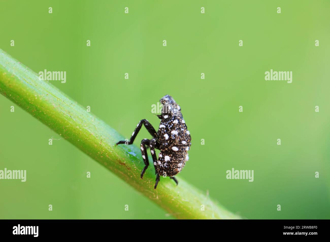 Hemiptera wax Cicadellidae insects on wild plants, North China Stock ...
