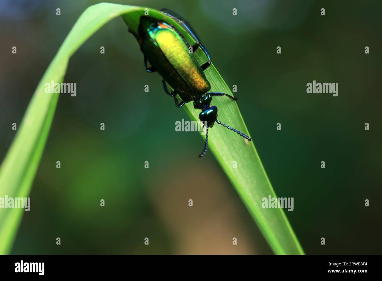 Coleoptera insect -- green Daphne genkwa, North China Stock Photo - Alamy