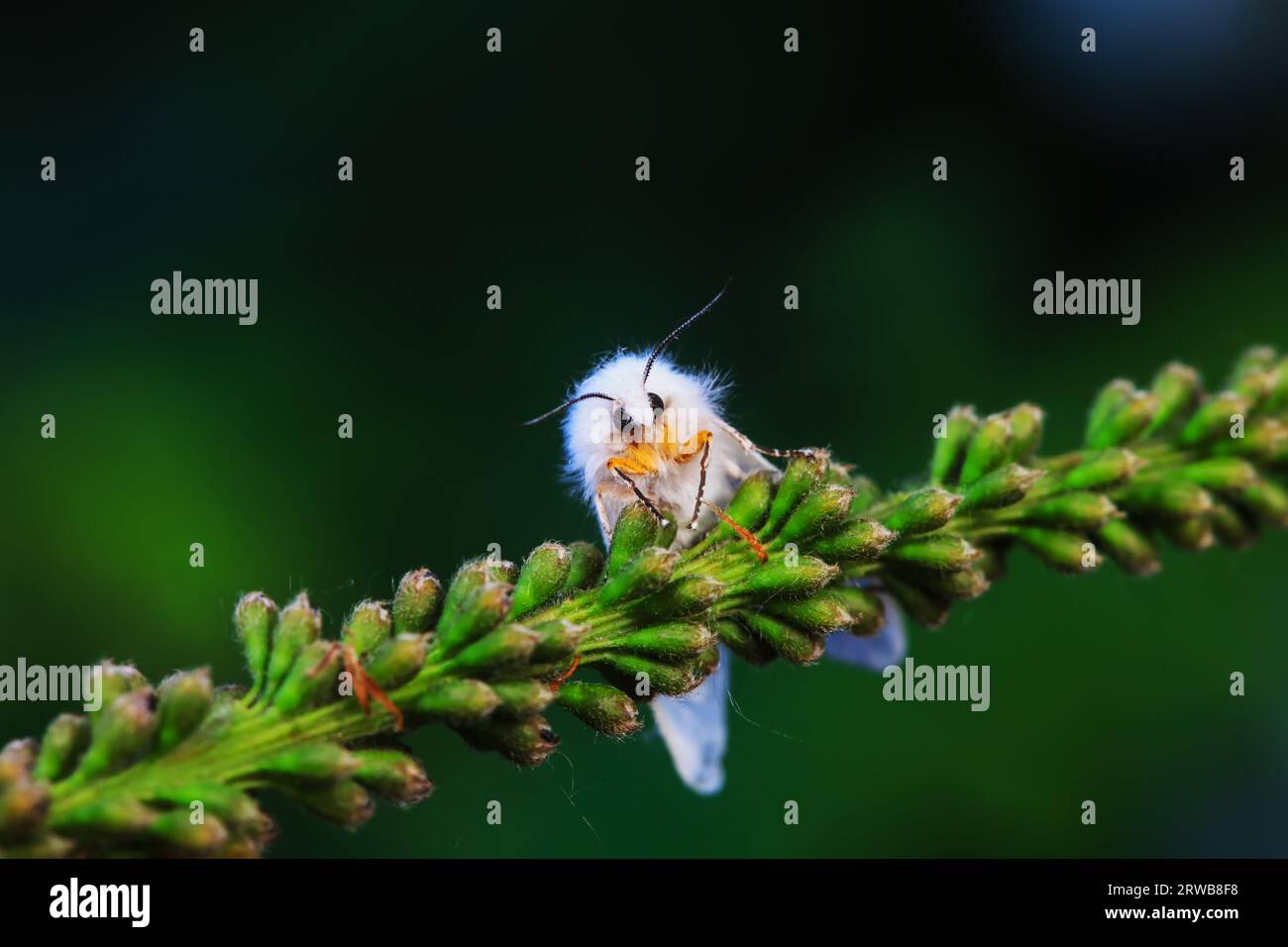 Lepidoptera insects in the wild, North China Stock Photo - Alamy