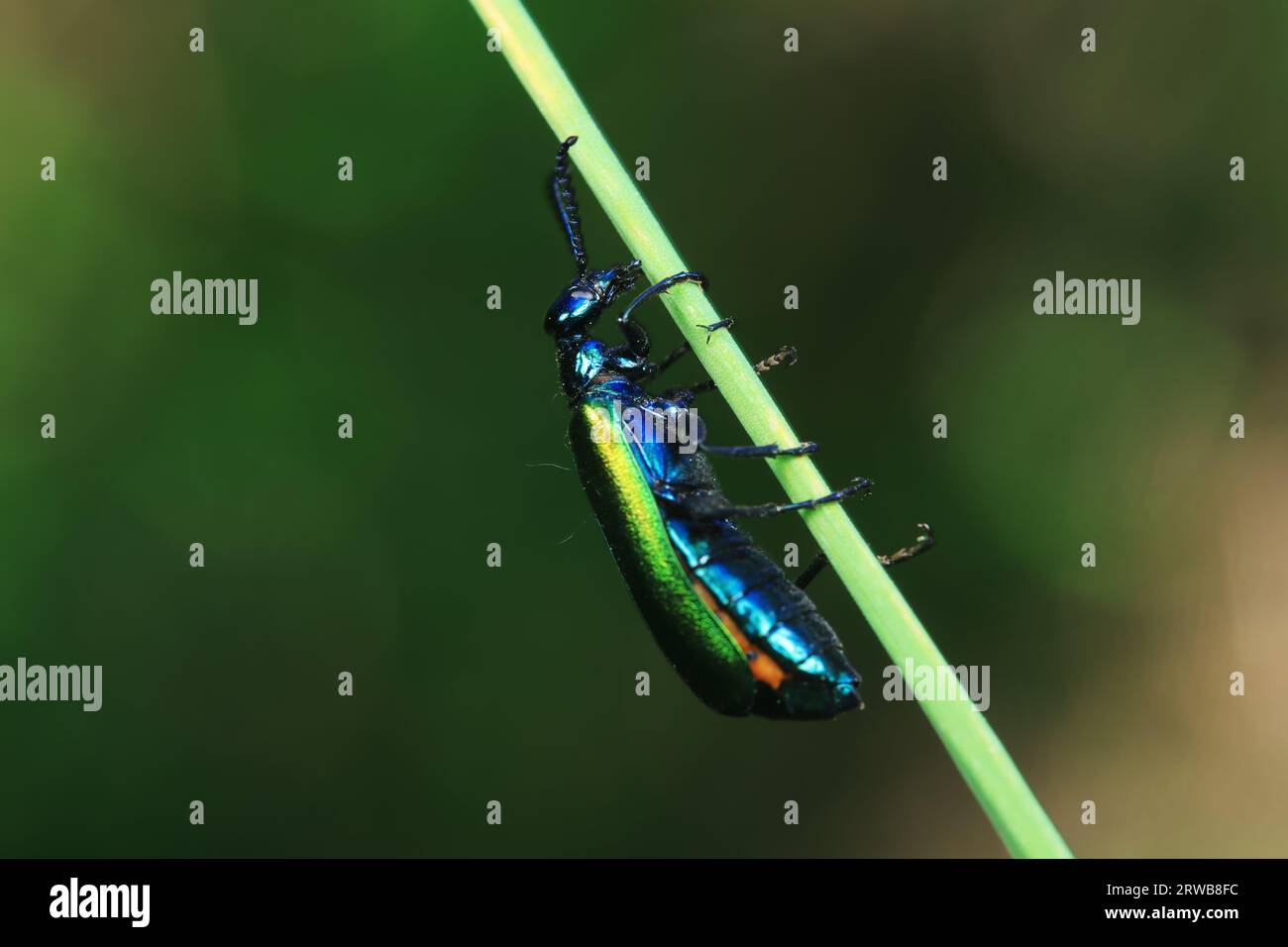 Coleoptera insect -- green Daphne genkwa, North China Stock Photo - Alamy