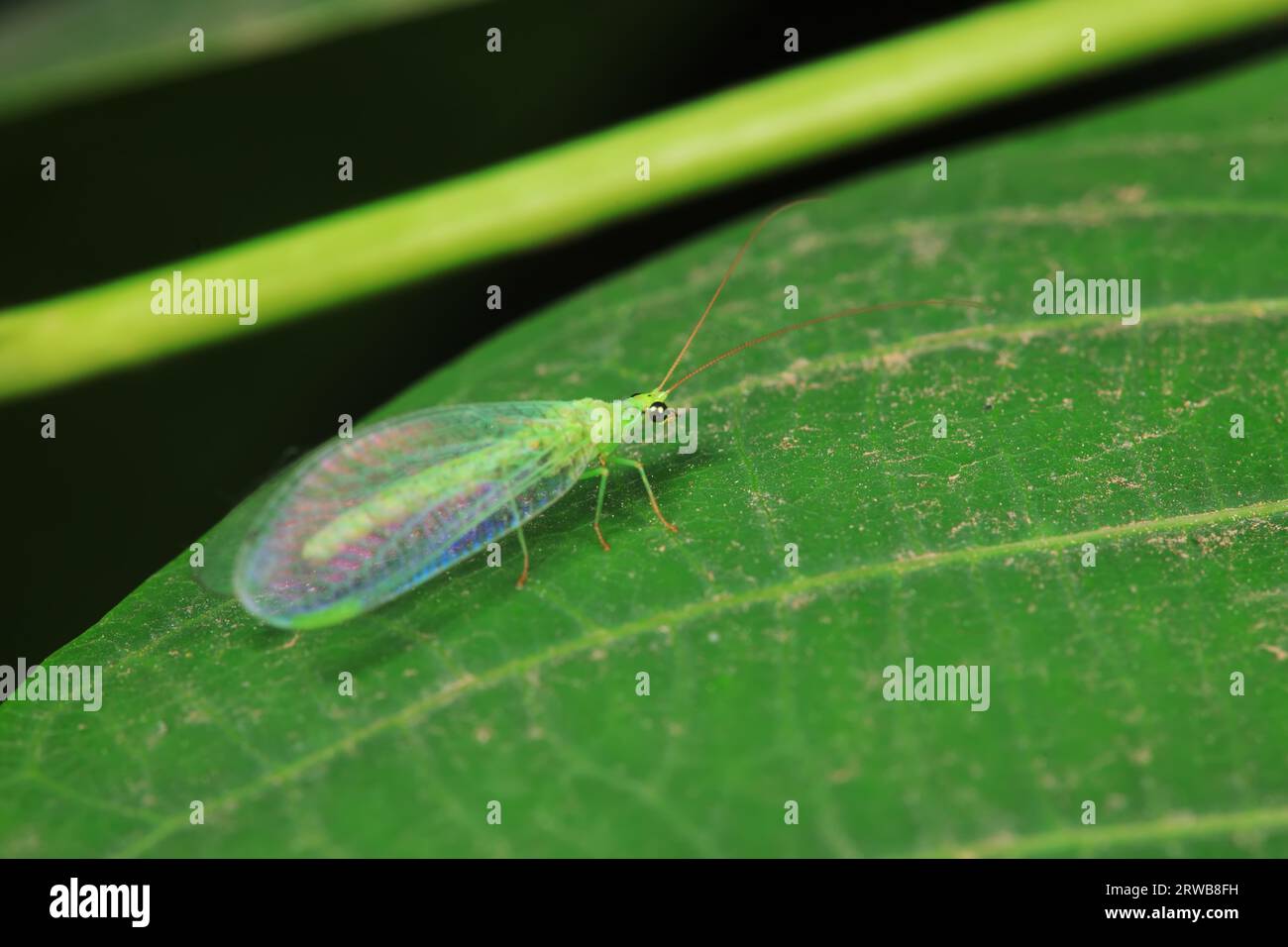 A functional insect of the order Neuroptera in the wild, North China ...