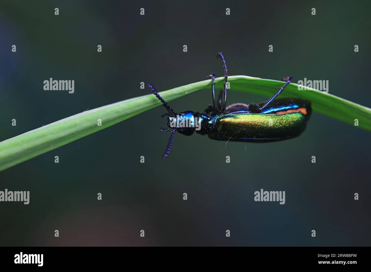 Genkwa hi-res stock photography and images - Alamy