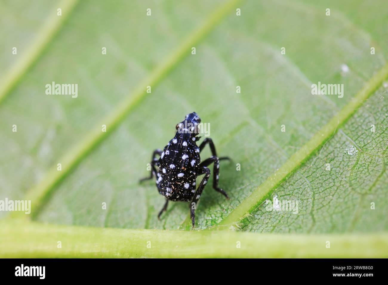 Hemiptera wax Cicadellidae insects on wild plants, North China Stock ...