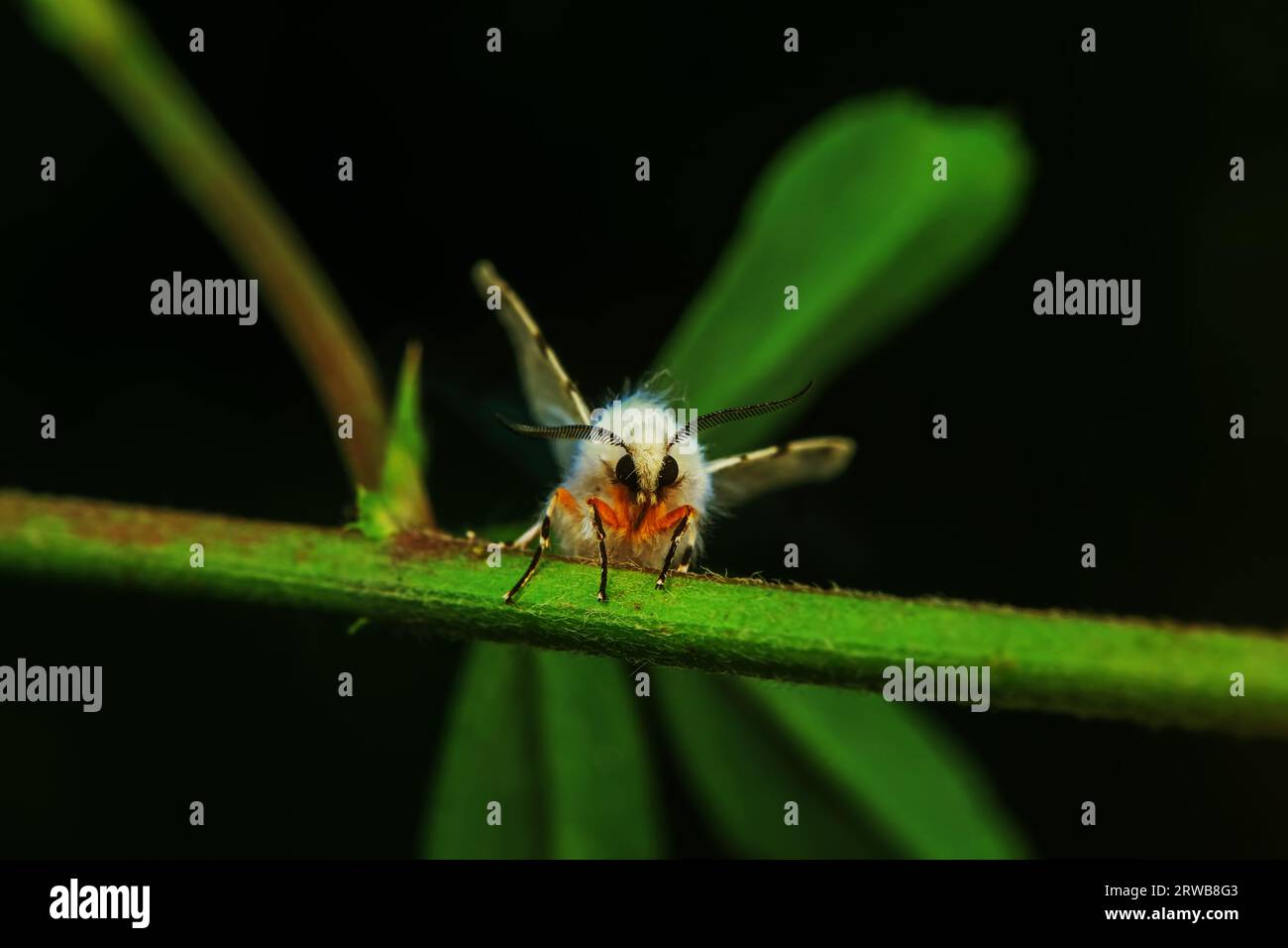 Lepidoptera insects in the wild, North China Stock Photo - Alamy