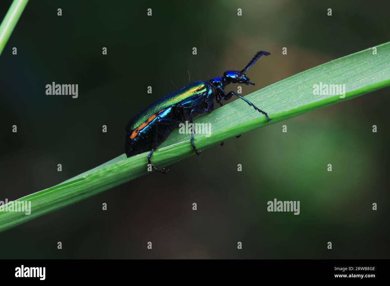 Coleoptera insect -- green Daphne genkwa, North China Stock Photo - Alamy