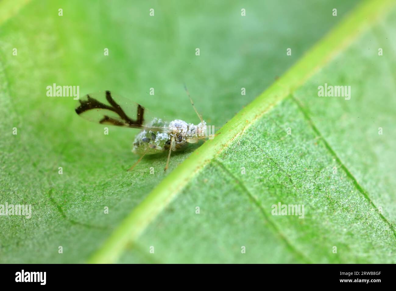 Aphids in the wild, North China Stock Photo - Alamy