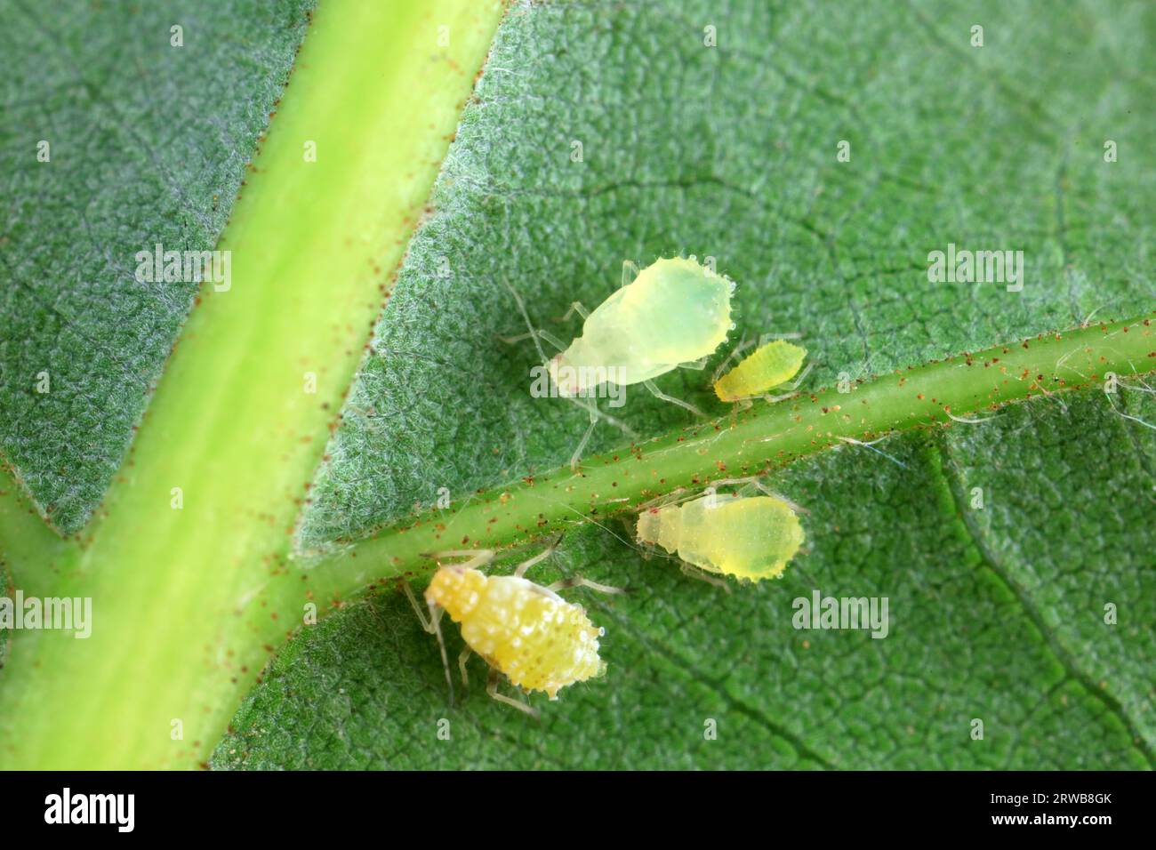 Aphids in the wild, North China Stock Photo - Alamy