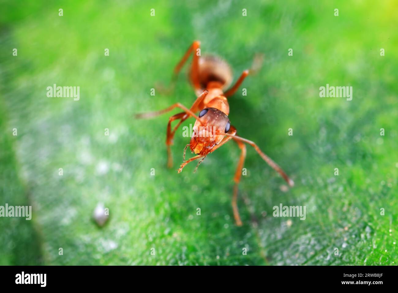Ants in the wild, North China Stock Photo - Alamy