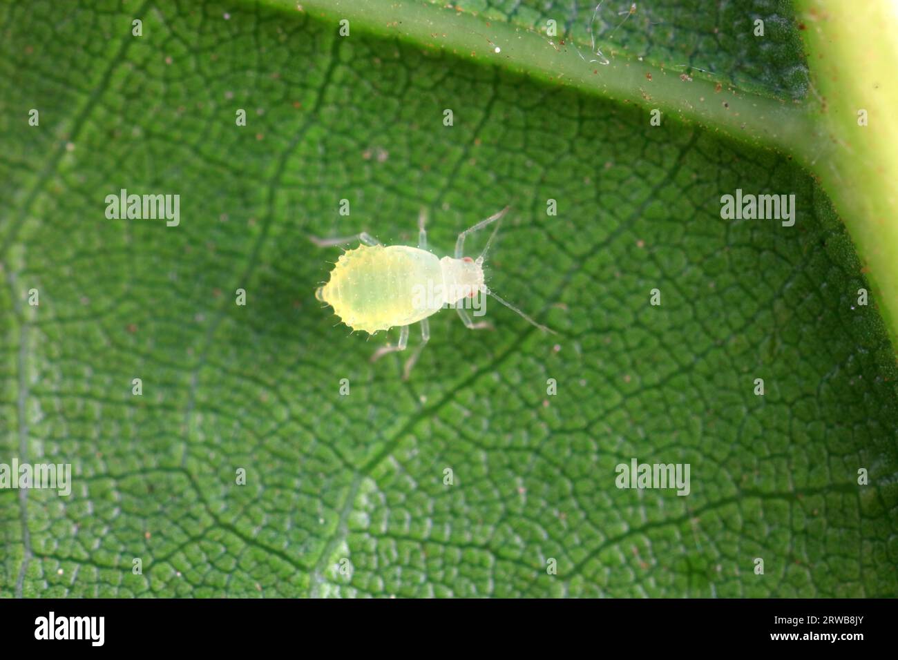 Aphids in the wild, North China Stock Photo - Alamy