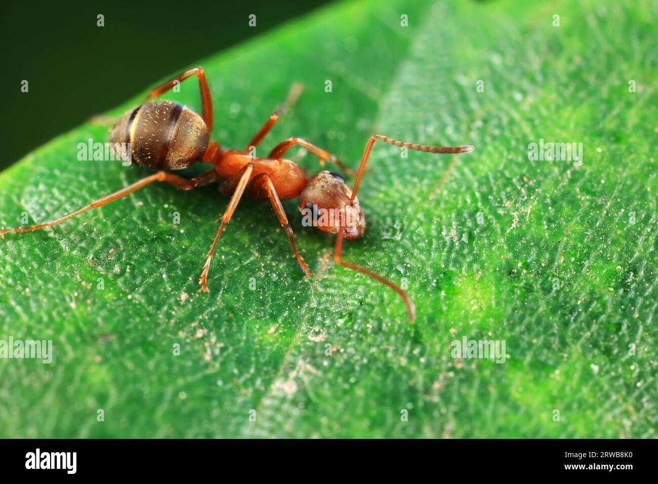 Ants in the wild, North China Stock Photo - Alamy