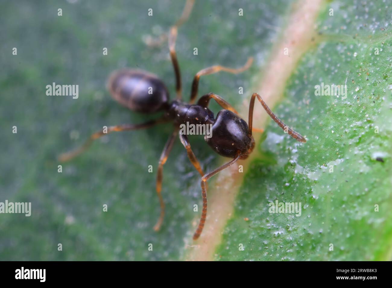 Ants in the wild, North China Stock Photo - Alamy