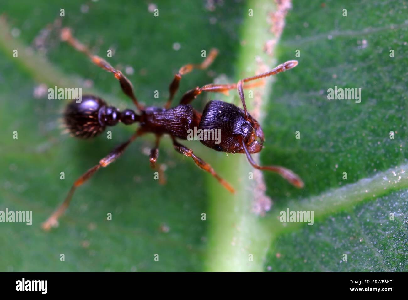 Ants in the wild, North China Stock Photo - Alamy