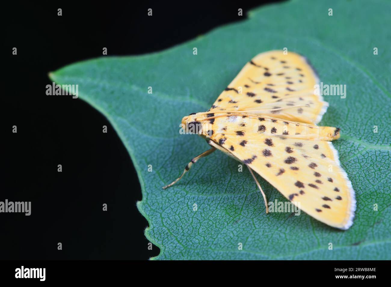 Lepidoptera insects in the wild, North China Stock Photo - Alamy