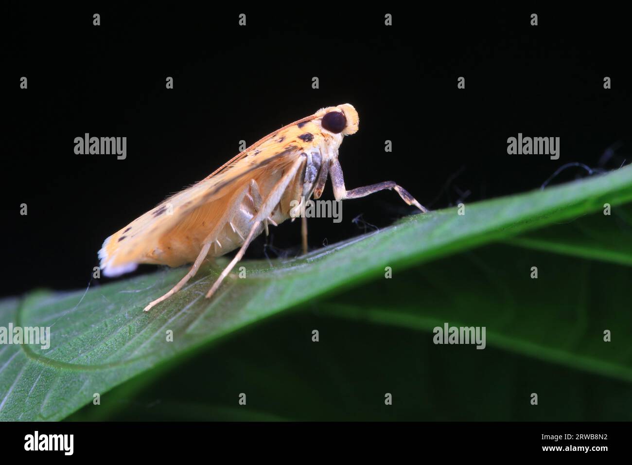 Lepidoptera insects in the wild, North China Stock Photo - Alamy