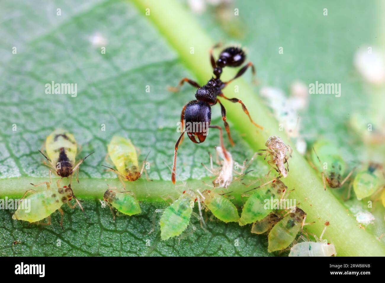 Aphids in the wild, North China Stock Photo - Alamy