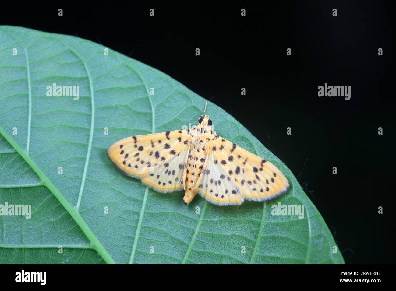 Lepidoptera insects in the wild, North China Stock Photo - Alamy