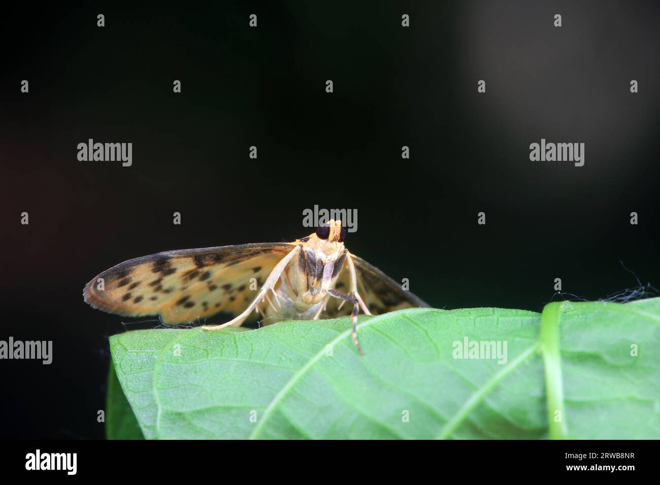Lepidoptera insects in the wild, North China Stock Photo - Alamy