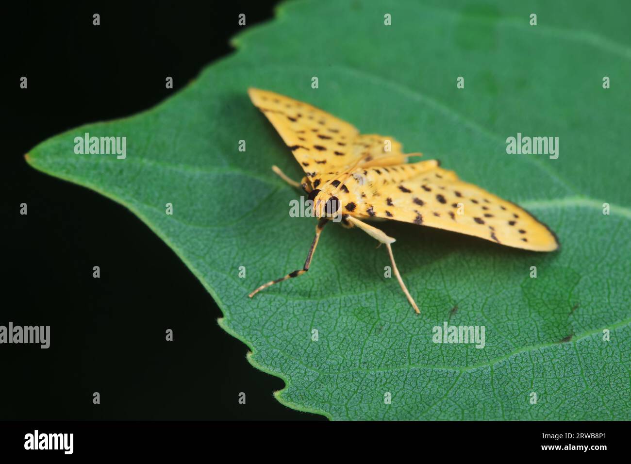 Lepidoptera insects in the wild, North China Stock Photo - Alamy
