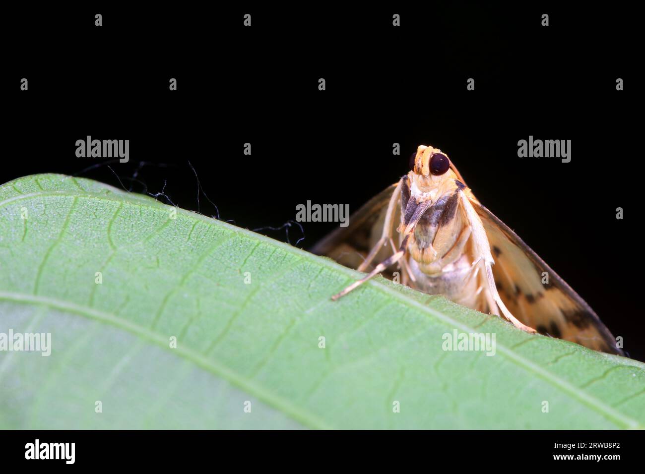 Lepidoptera insects in the wild, North China Stock Photo - Alamy
