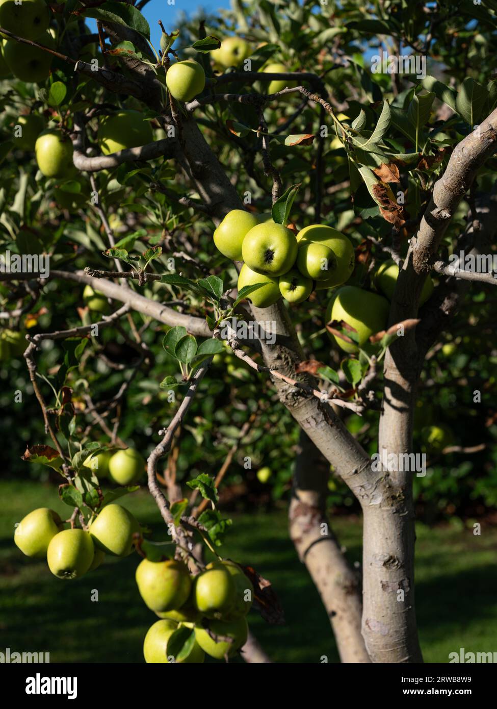 Apples hanging on the tree hi-res stock photography and images - Alamy