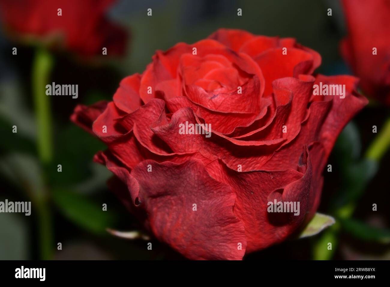 Rosesforever hi-res stock photography and images - Alamy