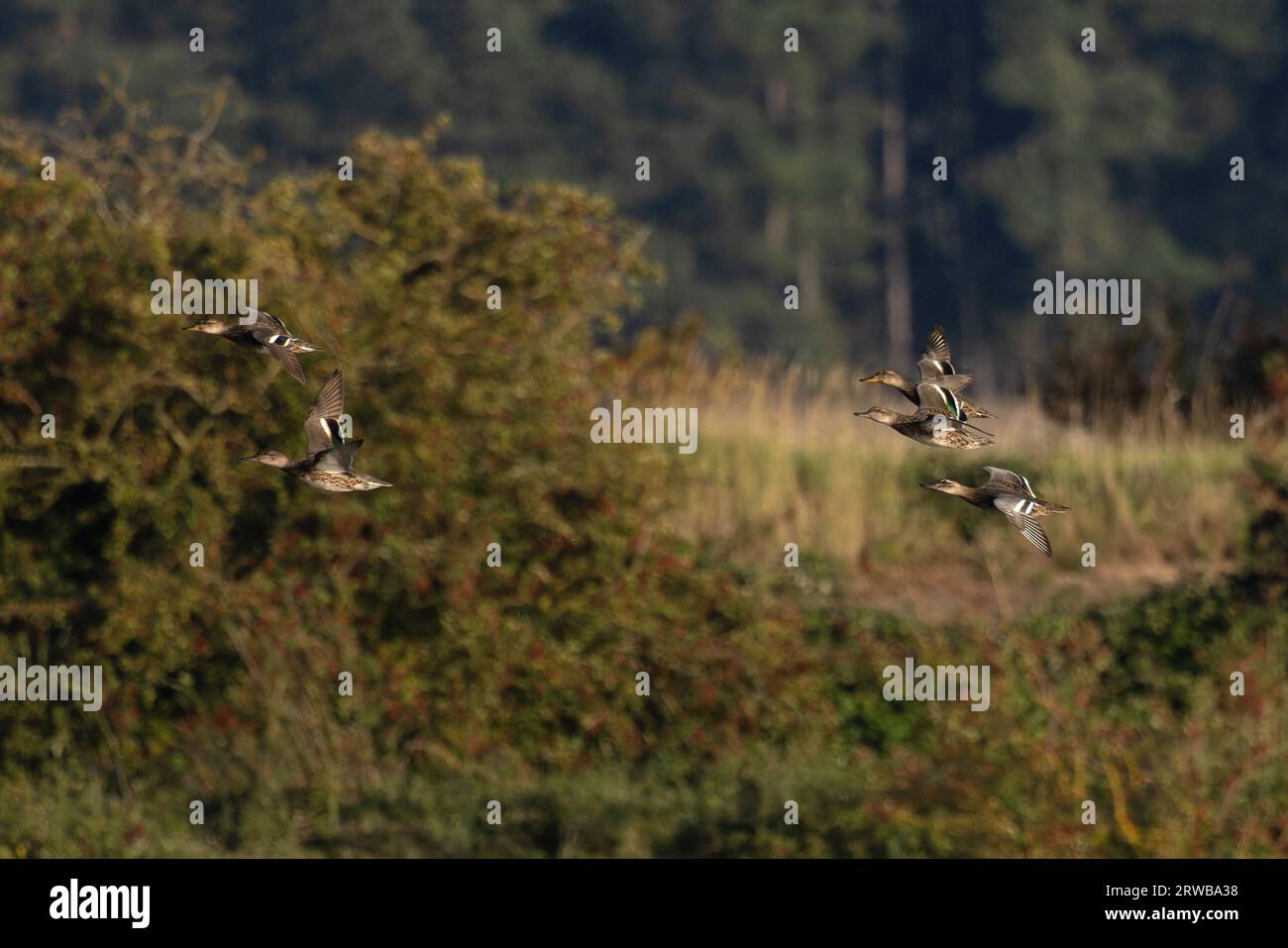 Garganey (Anas querquedula) flying with Eurasian Teal (Anas crecca ...