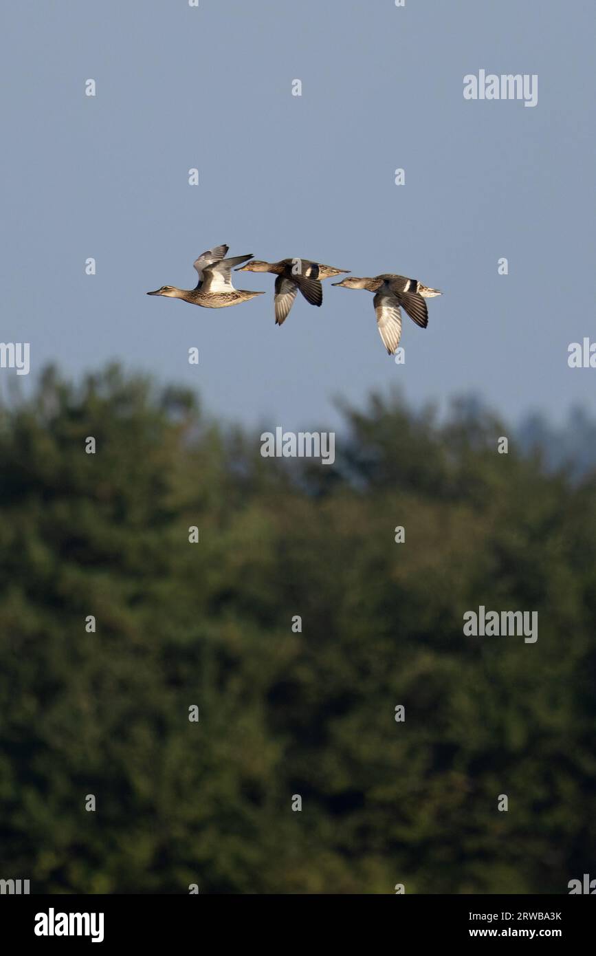 Garganey (Anas querquedula) flying with Eurasian Teal (Anas crecca ...