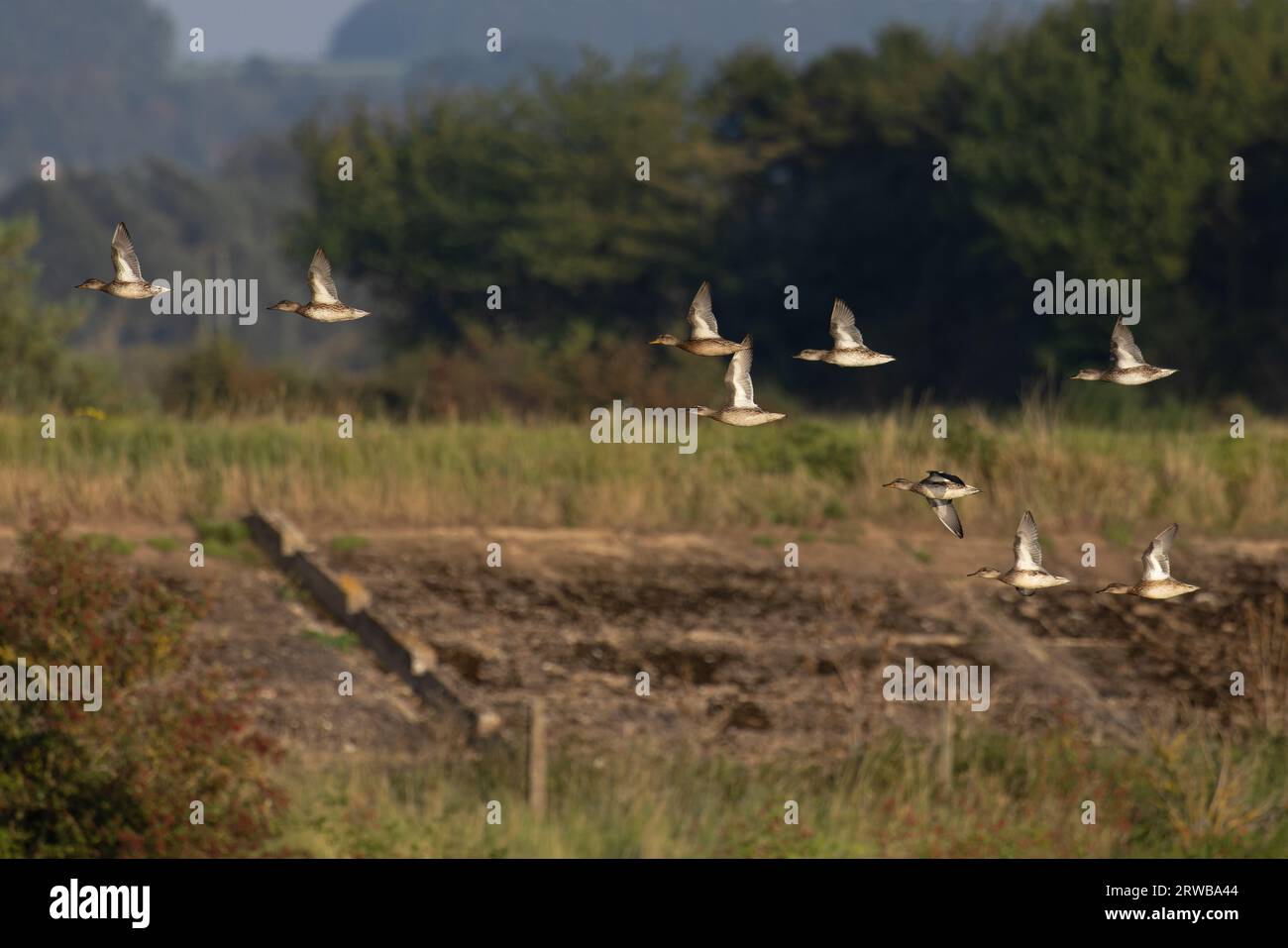 Garganey (Anas querquedula) flying with Eurasian Teal (Anas crecca ...
