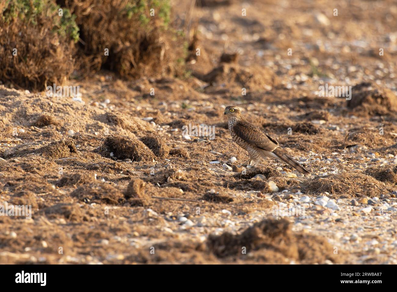 Sparrowhawk (Accipiter nisus) juvenile with Linnet prey on beach ...