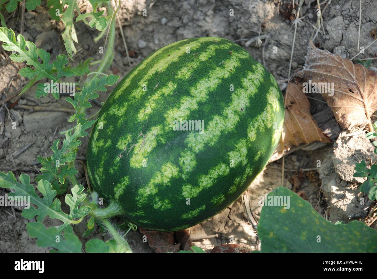 Watermelon in garden sun hi-res stock photography and images - Alamy