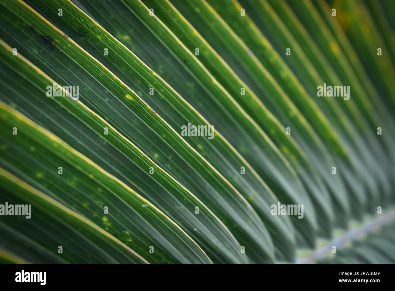 coconut tree leaves. Nature texture Stock Photo - Alamy