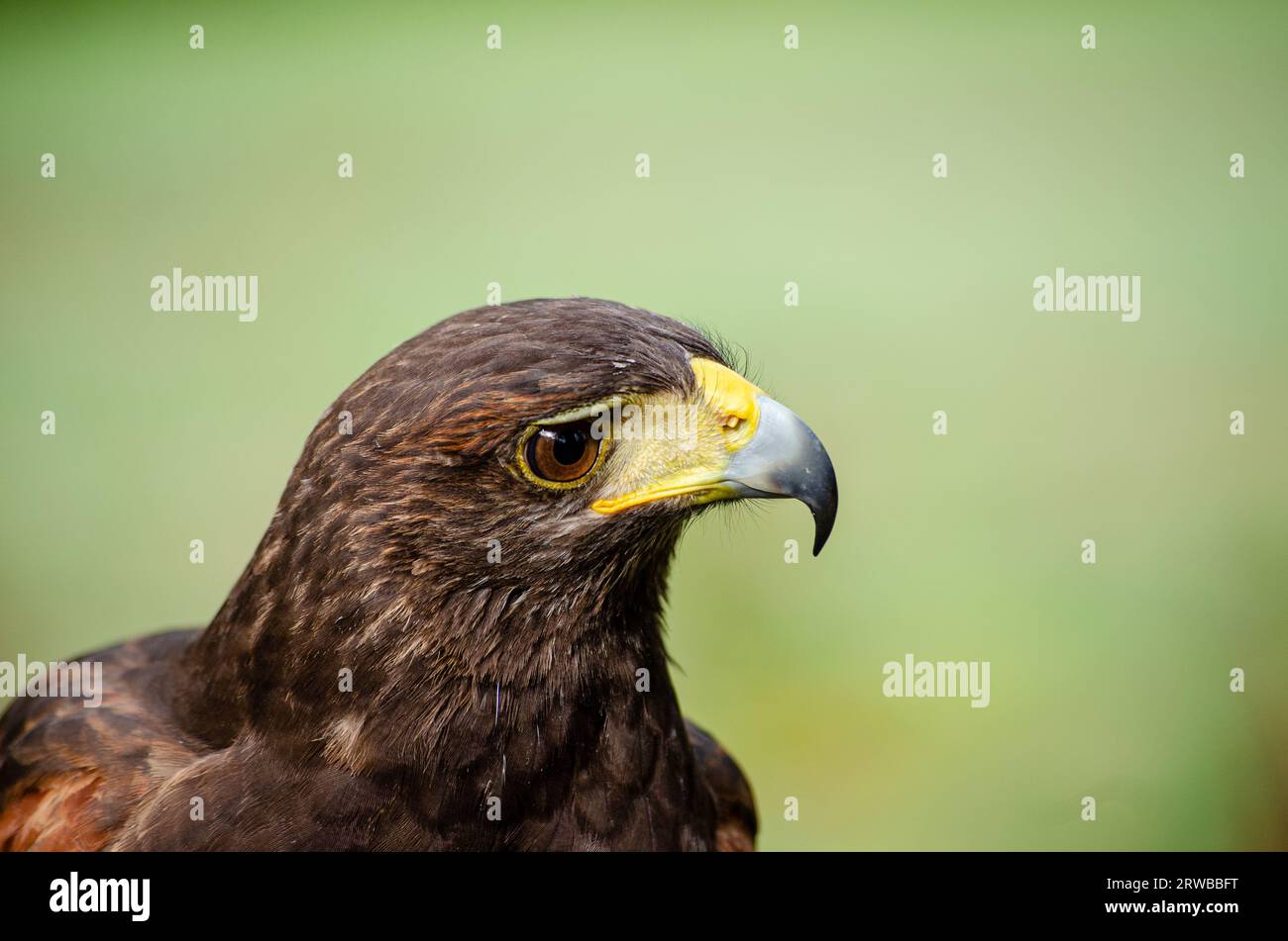 Profile portrait of harris hawk hi-res stock photography and images - Alamy