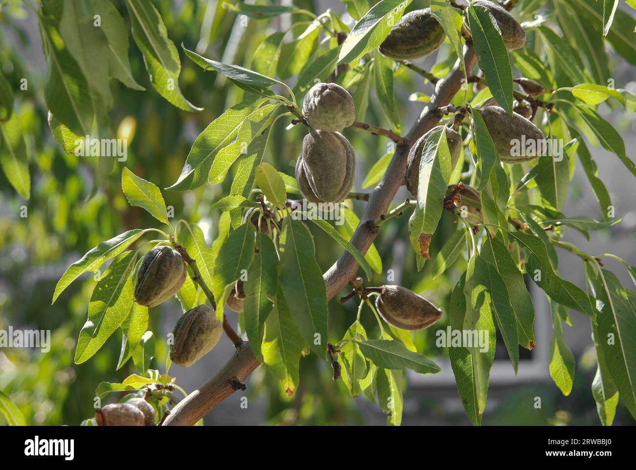Almond on branch hi-res stock photography and images - Alamy