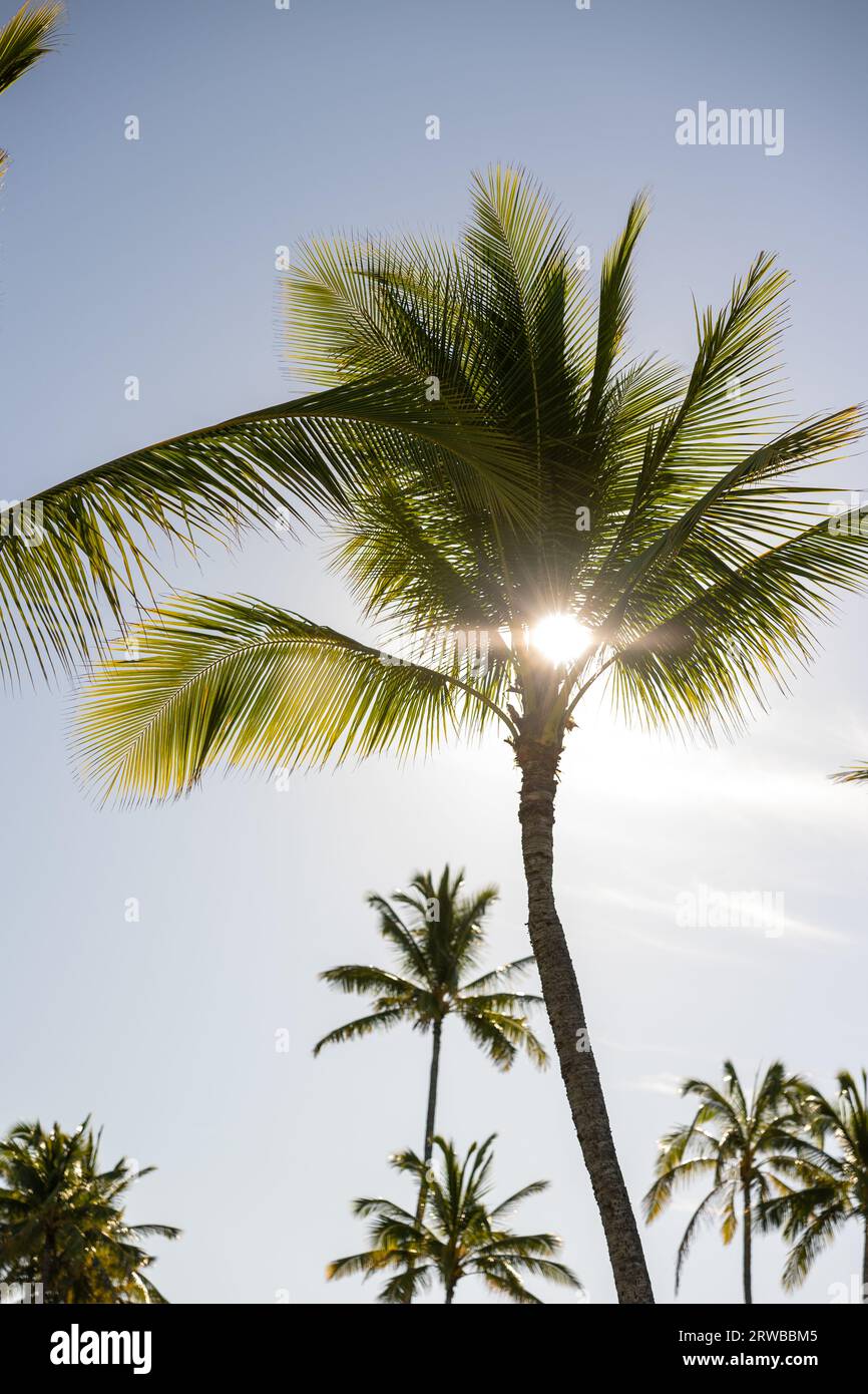 Oahu palm trees hi-res stock photography and images - Alamy