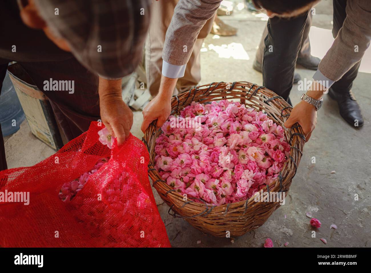 Cashew nut growing wild hi-res stock photography and images - Alamy