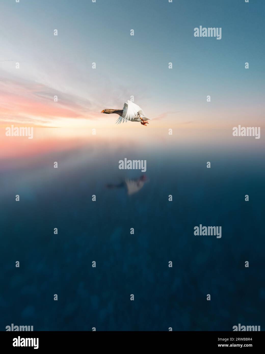 A beautiful goose flying above the water and its reflection Stock Photo ...