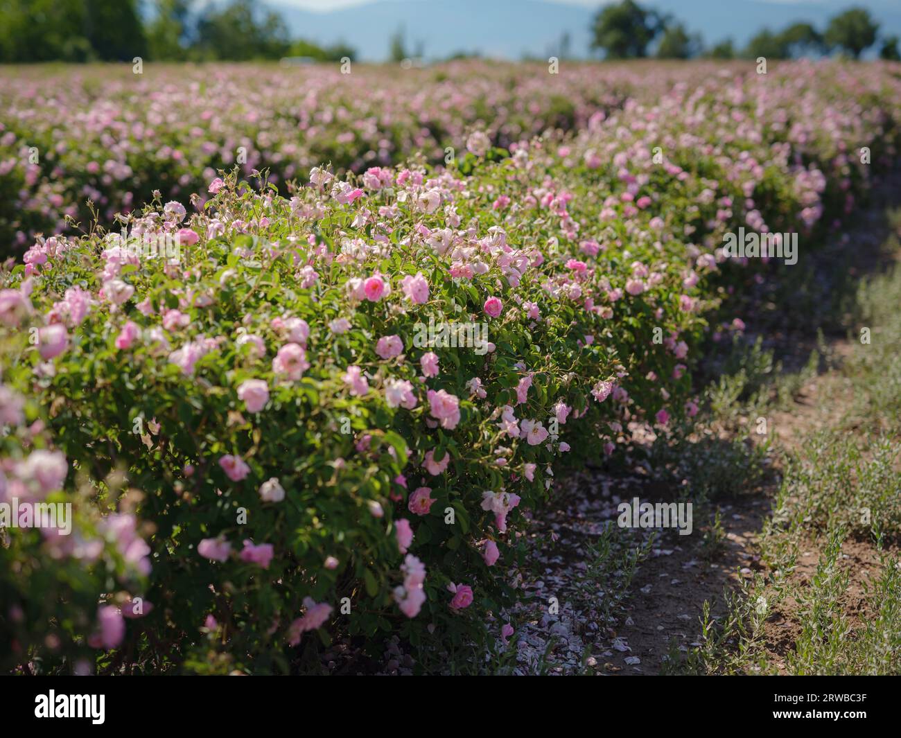Field of Damascena roses in sunny summer day . Rose petals harvest for ...