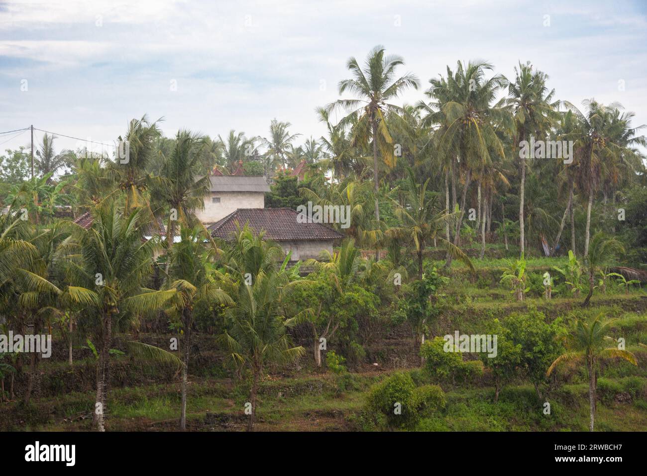 Heavy tropical rain over palm tree forest on Bali island, Indonesia ...