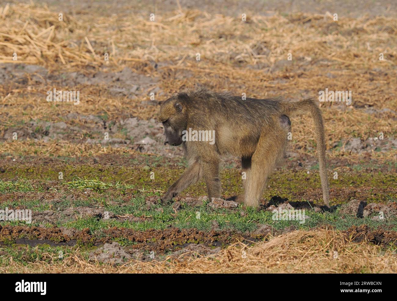 Leopard predates females and young hi-res stock photography and images ...