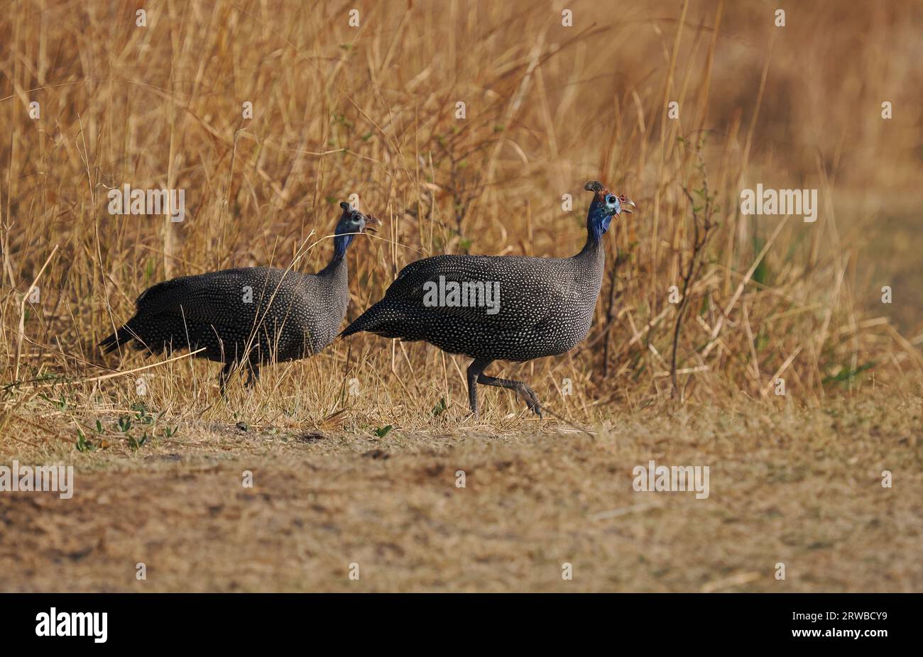Featherless birds hi-res stock photography and images - Alamy